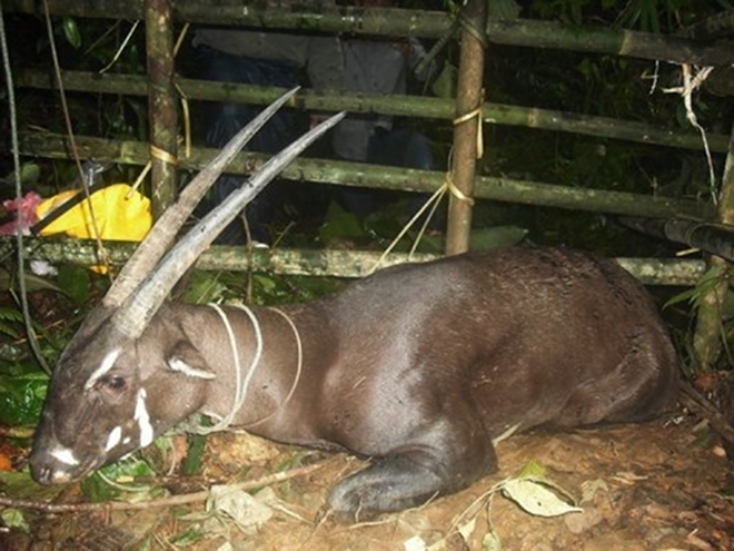 Saola – la licorne asiatique - Mignonnes