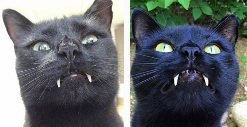 Un chaton aux crocs de vampire a volé le cœur de son sauveur - Mignonnes