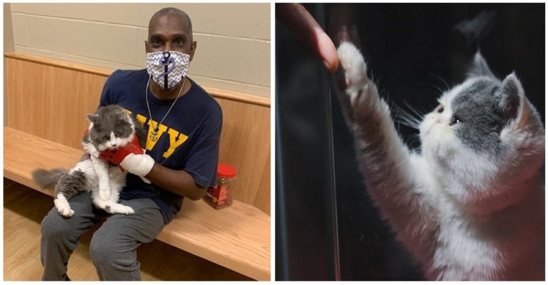 Il va le cœur brisé dans un refuge pour adopter un chaton et en ressort ...