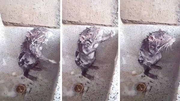Un étrange rat se lave comme un humain dans un évier – regardez cette ...