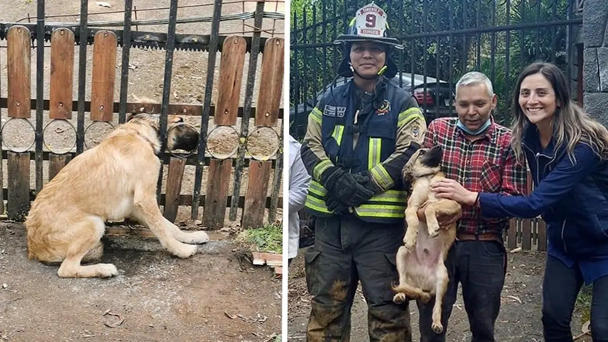 Les pompiers sauvent un chiot dont la tête était coincée dans une ...