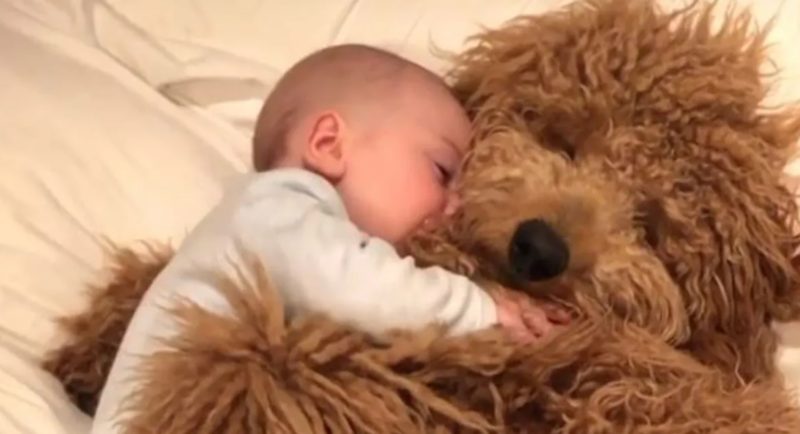 Bébé se blottit pour une sieste avec un doux goldendoodle - Mignonnes