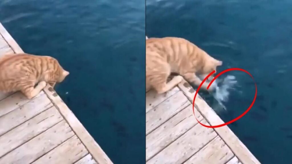 Ce chat a un incroyable réflexe pour pêcher un poisson - Mignonnes