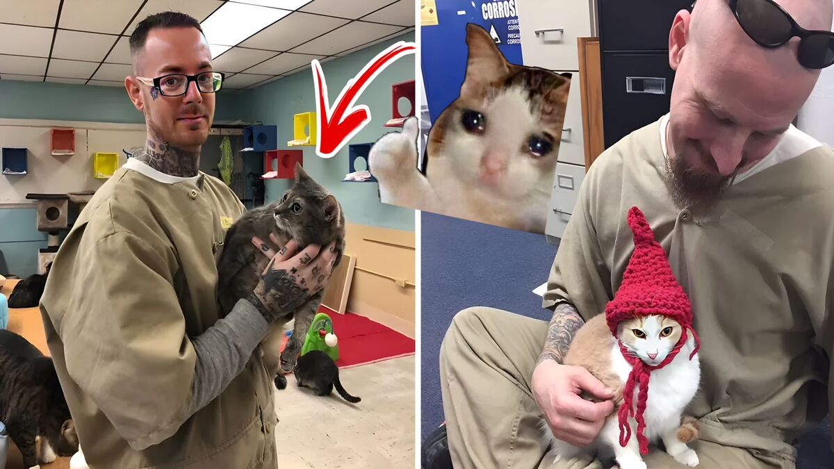 Les détenus de cette prison ont la possibilité d’adopter un chat, à une ...