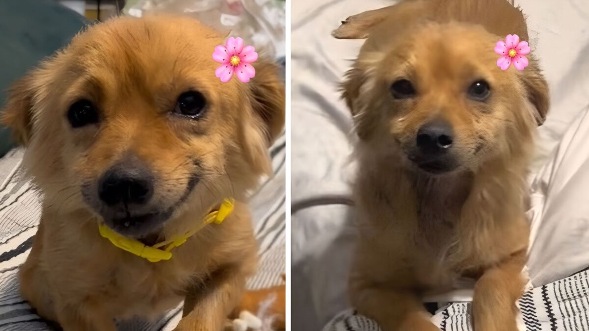 Cette chienne a le sourire le plus adorable tant elle est heureuse d ...