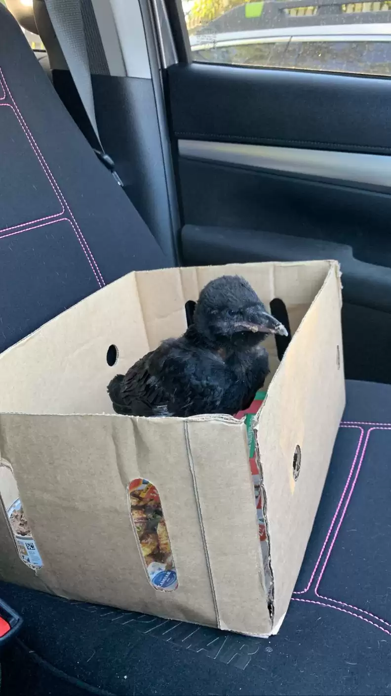 Le bébé sauvé Raven est impatient de réveiller sa mère tous les matins ...