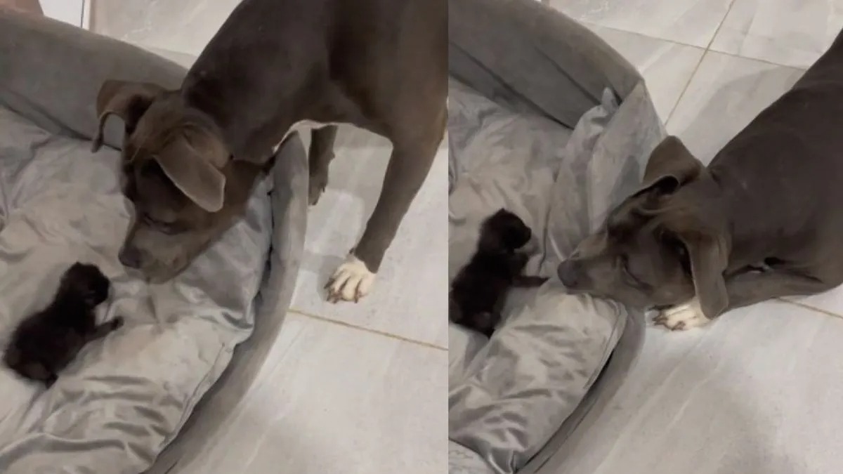 La réaction du Pitbull lorsqu’il entend un chat ronronner - Mignonnes